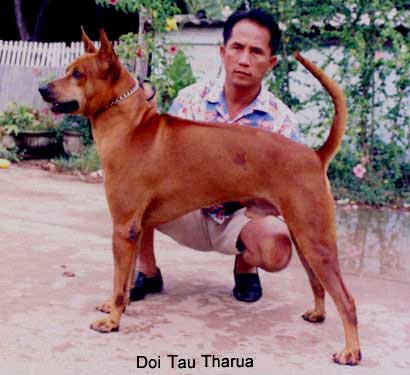 Khanbull's Ma Nee Däng-Thai Ridgeback Dog