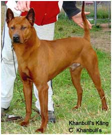 Thai Ridgeback Colours