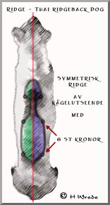 Thai Ridgeback General